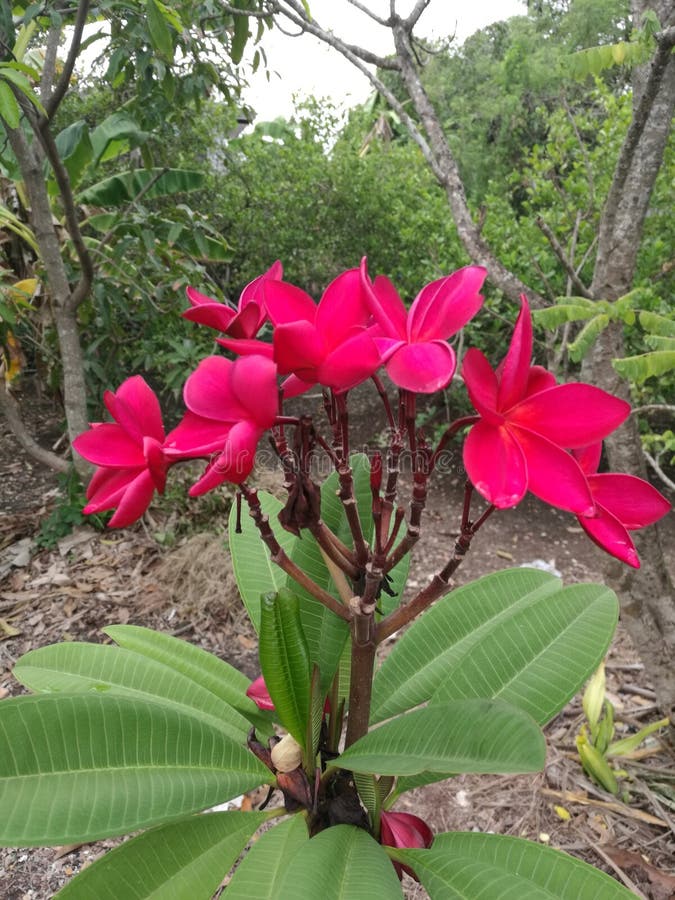 Red frangipani stock photo. Image of garden, flowers - 128740890