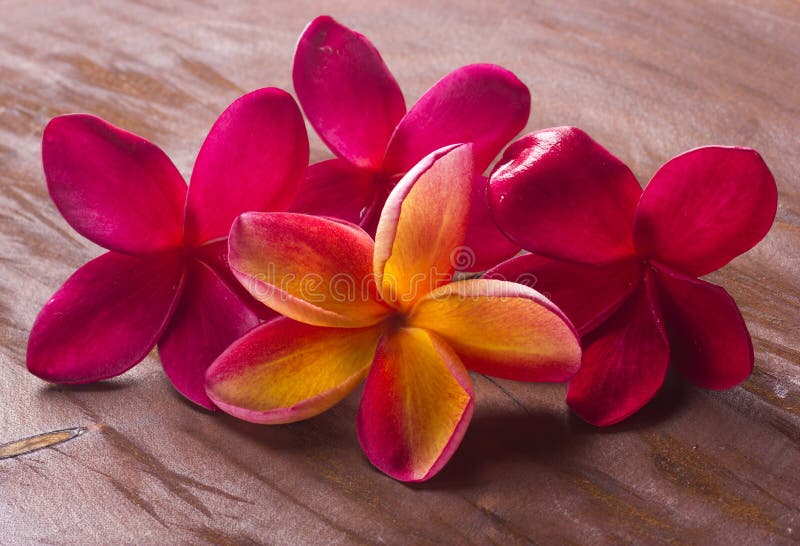 Yellow and red frangipani stock photo. Image of medicine - 6041902