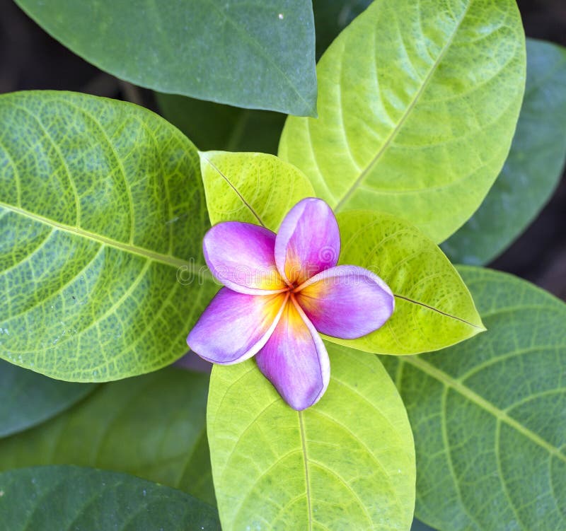Red Frangipani stock photo. Image of background, beauty - 53122378