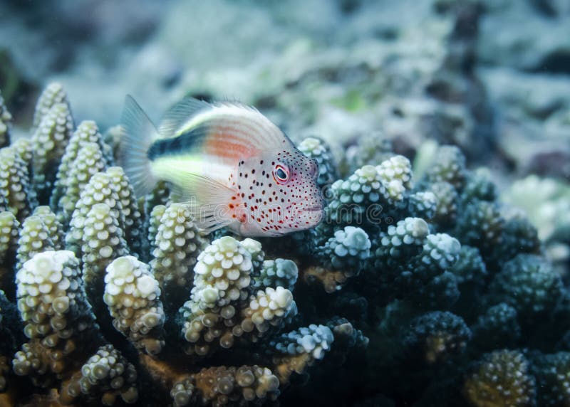Red-freckled Hawkfish Perches on a Coral at the Bottom of the Indian ...