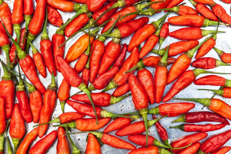 Red fresh chili stock image. Image of pepper, agricultural - 33094917