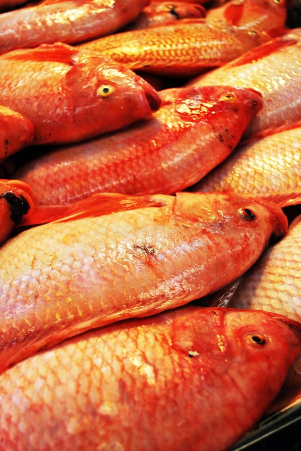 Red fresh fish stock image. Image of fishy, meal, icecold - 19940851