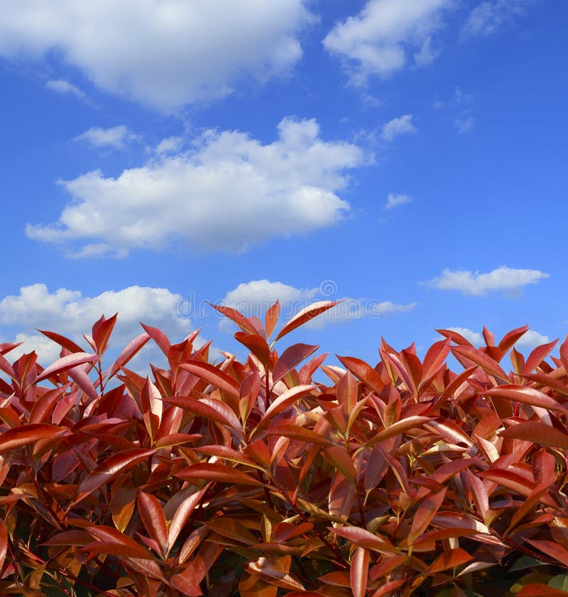 Red Fresh Leaves Background in Cloud Skyline Stock Image - Image of ...
