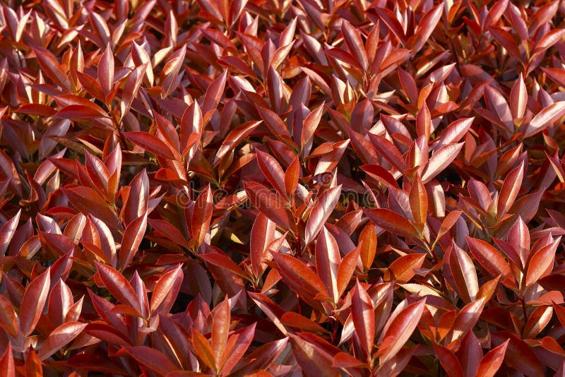 Red Fresh Leaves Background in Cloud Skyline Stock Image - Image of ...