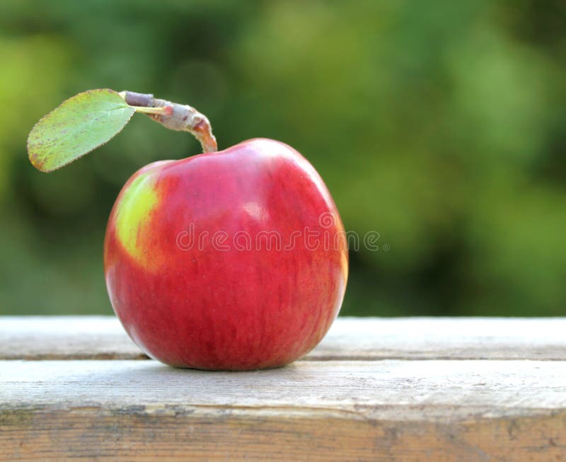 Red Juicy Solid Apple Fruit Lying Under Sunlight on Green Grass ...