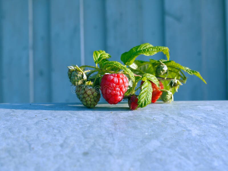 Red Fresh Raspberry Abstract Stock Image - Image of organic, seasonal ...