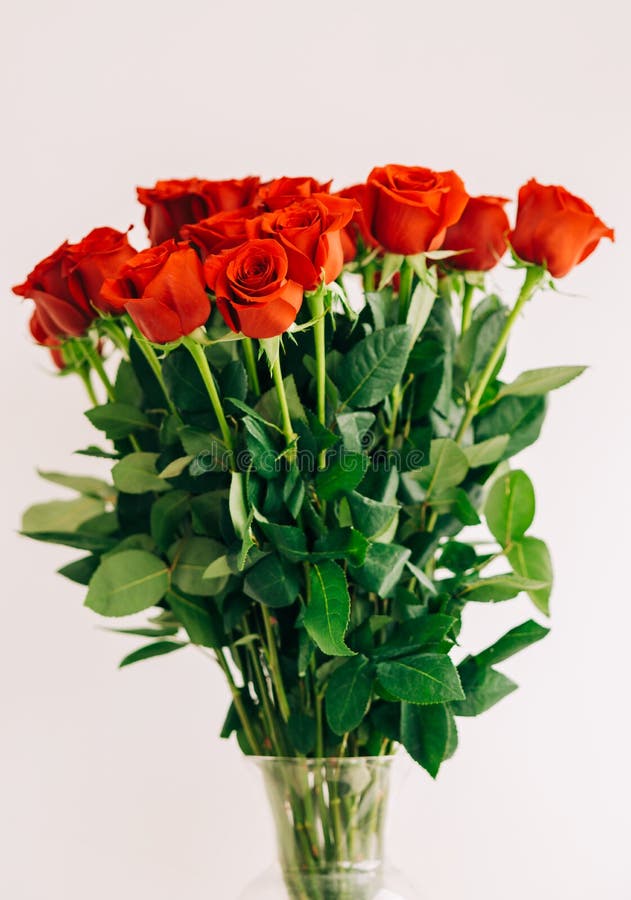 Red Fresh Roses on the White Background Stock Photo - Image of gift ...
