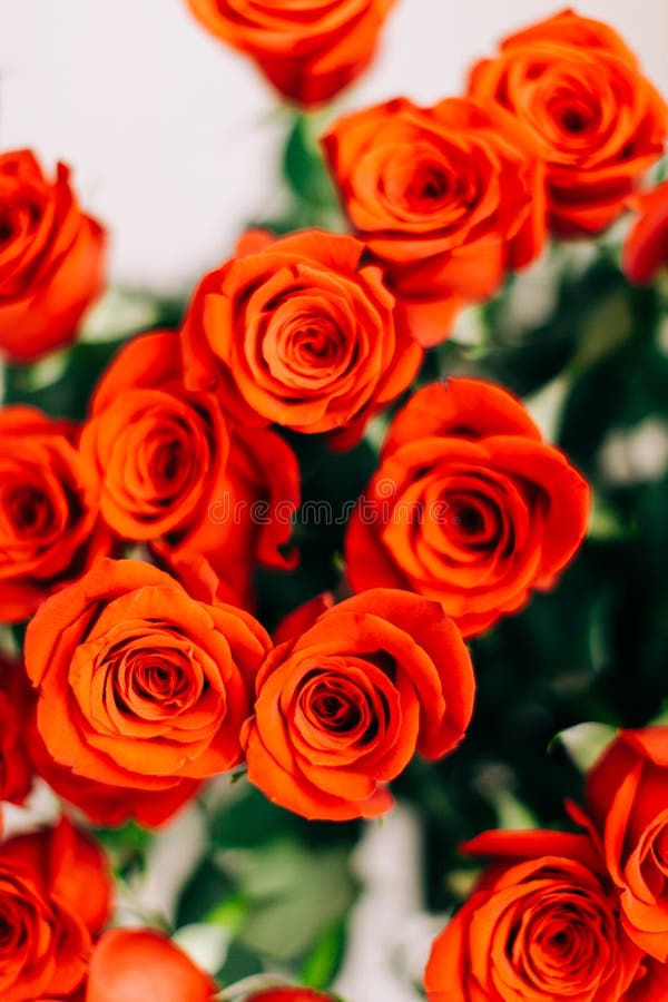 Red Fresh Roses on the White Background Stock Photo - Image of natural ...