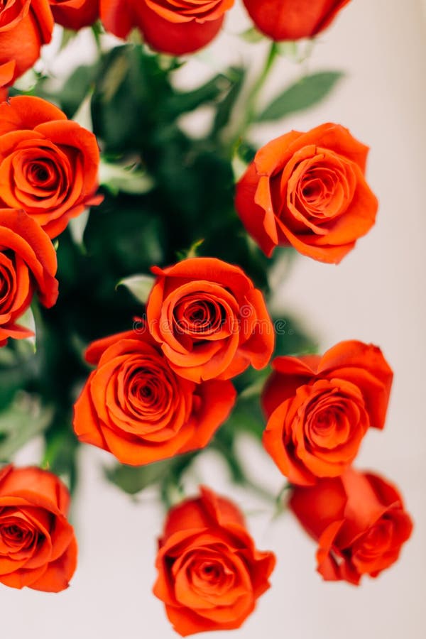 Red Fresh Roses on the White Background , Selective Focus Stock Image ...
