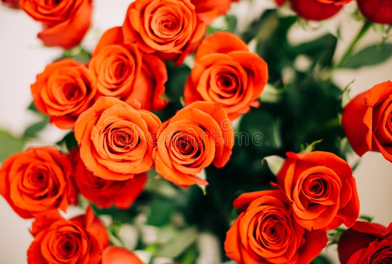 Red Fresh Roses on the White Background Stock Photo - Image of focusing ...