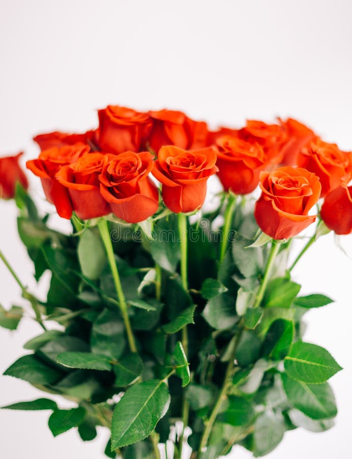 Red Fresh Roses on the White Background , Selective Focus Stock Image ...