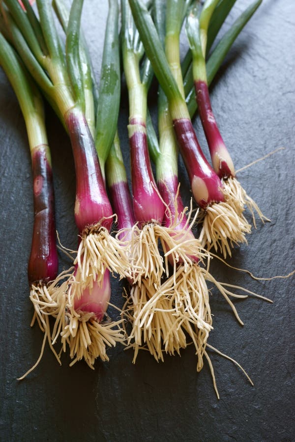 Red spring onions stock photo. Image of cutting, vegetable - 58600132
