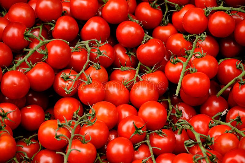 Plum Tomatos stock photo. Image of organic, diet, healthy - 25612086