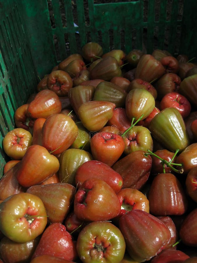 1,125 Red Fresh Water Guava Stock Photos - Free & Royalty-Free Stock ...