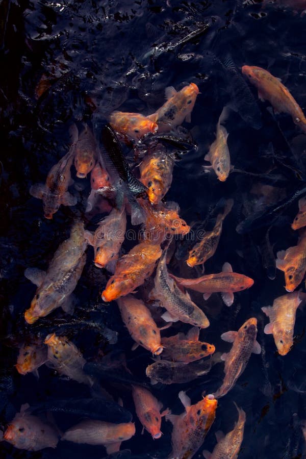 Red Freshwater Fish Swimming in the Water Stock Image - Image of small ...