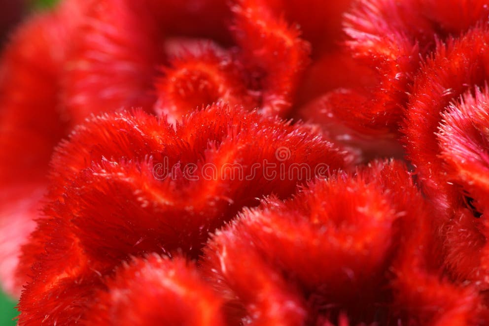 Red fringed background stock photo. Image of saturated - 3552022