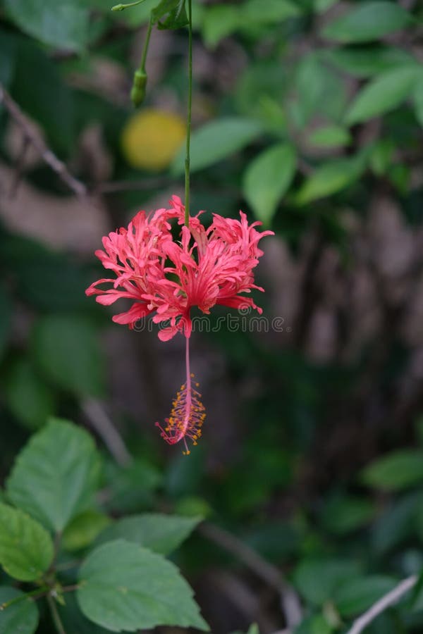 Red fringed rosemallow stock image. Image of switzerland - 376048469