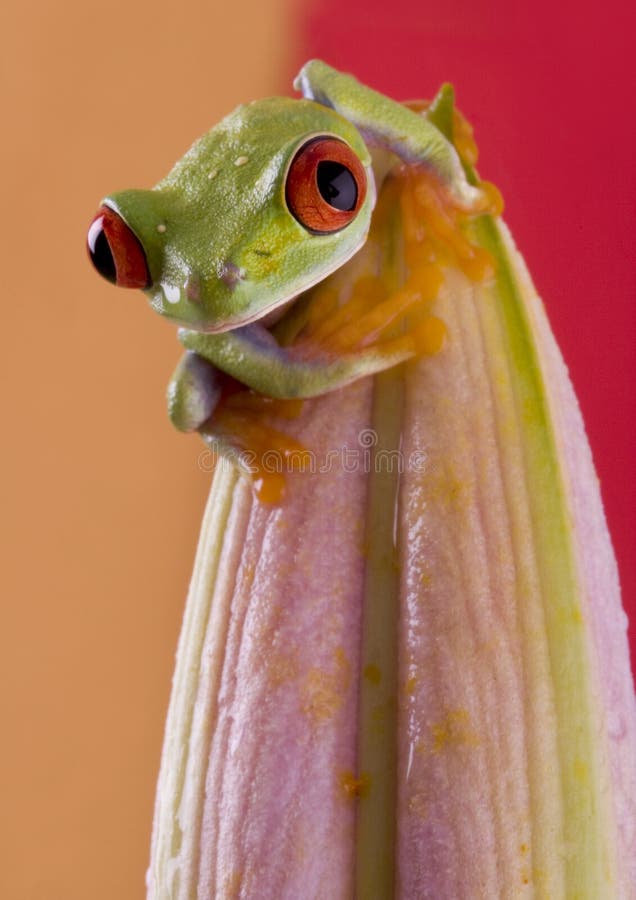 Red Frog Picture. Image: 1891079