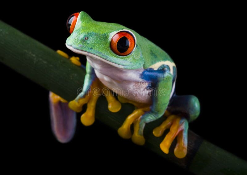 Red Eye Tree Frog Profile stock image. Image of jump, endangered - 594483