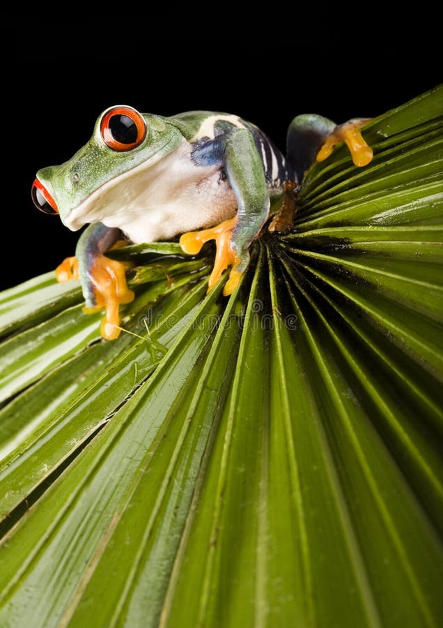 Red frog stock photo. Image of climbing, abstraction, colours - 1940564