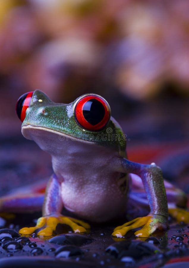Red Frog Picture. Image: 2103683