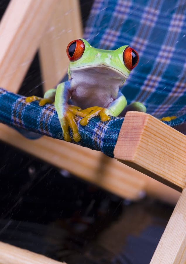 Red Rainy Frog Stock Photos - Free & Royalty-Free Stock Photos from ...