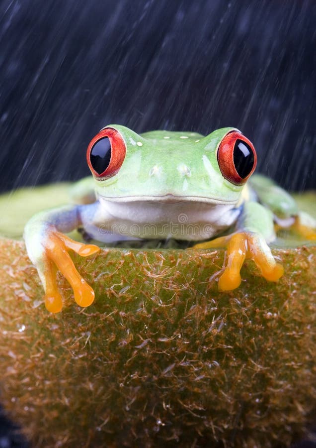 Red frog stock image. Image of amphibians, animal, drops - 2168691