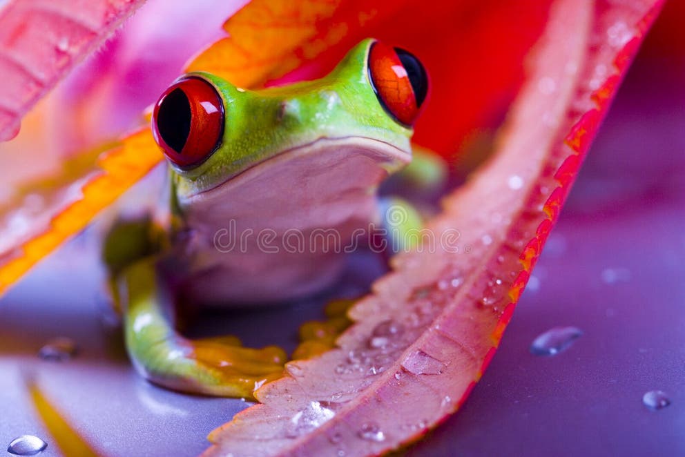 Red frog stock photo. Image of animal, colours, tints - 2316582
