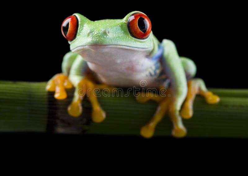 Red frog stock photo. Image of hyla, lean, look, animals - 2395870
