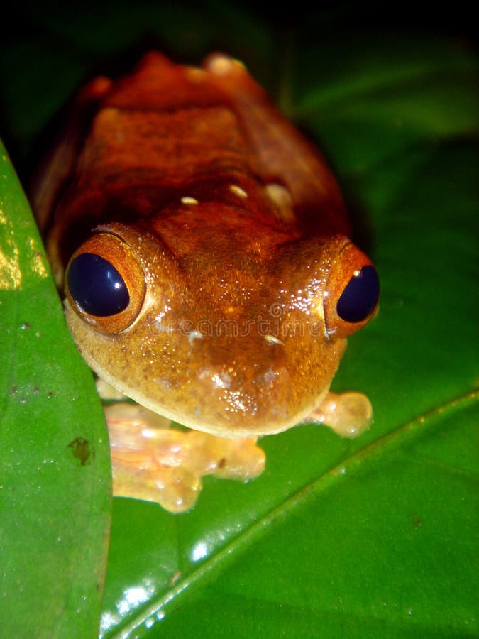 Red frog stock image. Image of jungle, frog, night, wild - 3770111