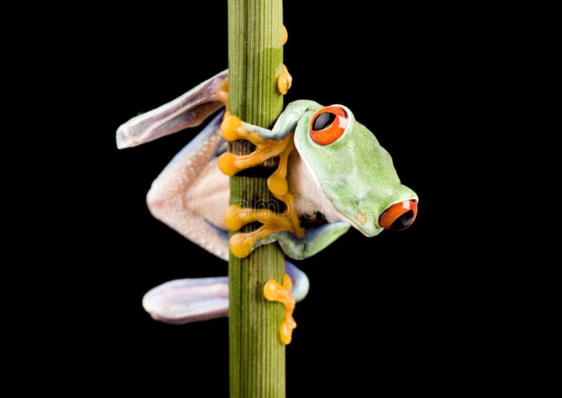 Froggies on a branch stock photo. Image of tree, webfoot - 29071918