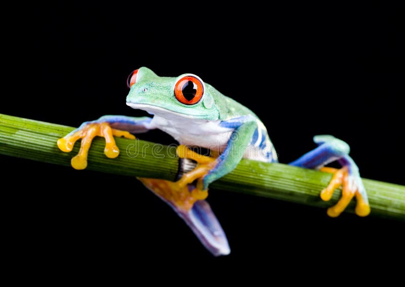 Red frog stock image. Image of eyed, wild, amphibians - 3954981