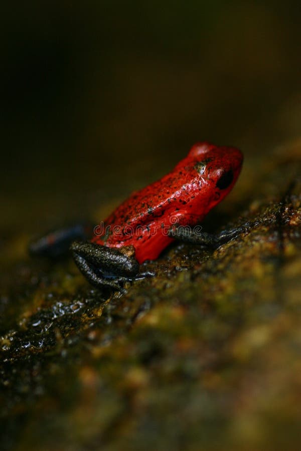 Red Frog Picture. Image: 561754