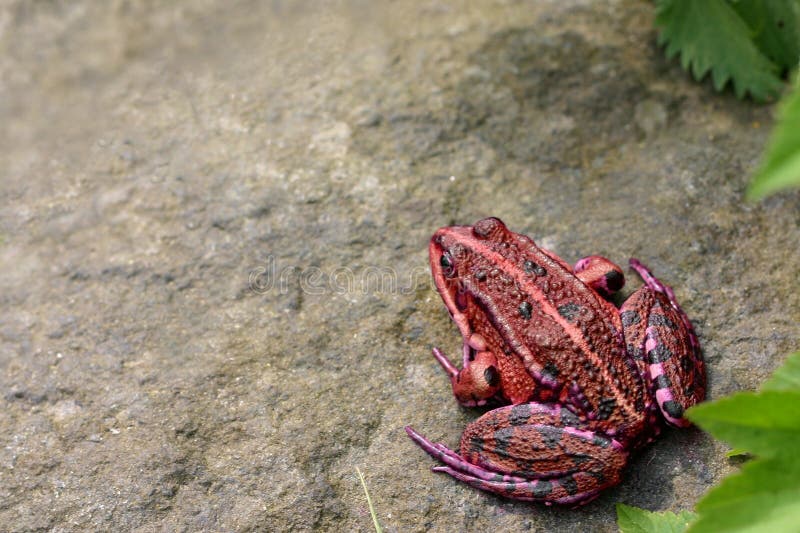 Red frog stock image. Image of garden, frog, water, natural - 798965