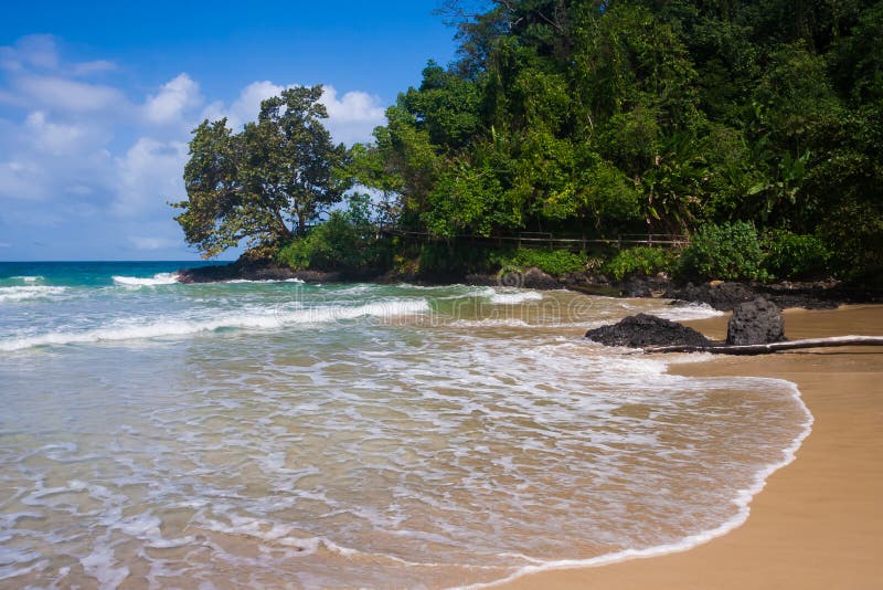 Frog on a beach stock photo. Image of tree, winter, river - 228726358