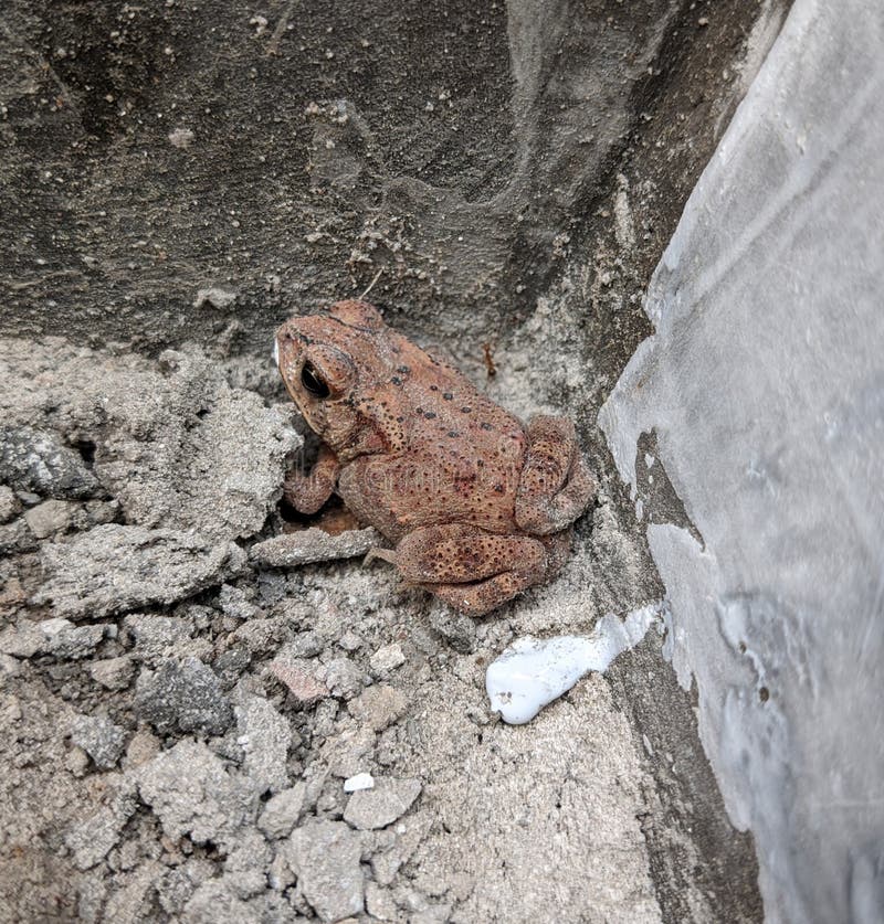 The Red Frog is Hunting Its Prey Stock Image - Image of frog, prey ...