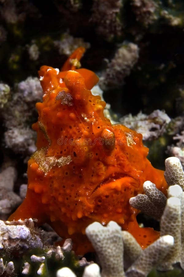 4+ Red frogfish Free Stock Photos - StockFreeImages