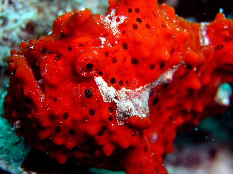 Red frogfish stock image. Image of underwater, mabul, coral - 5136071