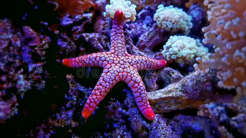 Red Fromia Elegance Starfish Stock Image - Image of asia, aqua: 93191157