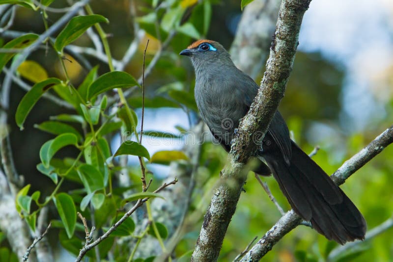 Red-fronted Coua, Coua Reynaudii Stock Photo - Image of afrika, shapiro ...