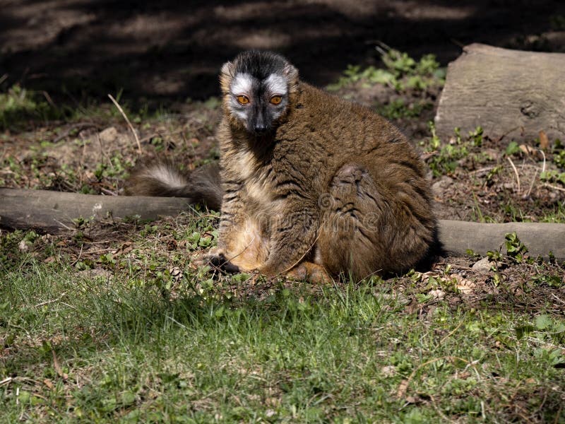 Red-fronted Lemur, Eulemur Fulvus Rufus, Another of the Many ...