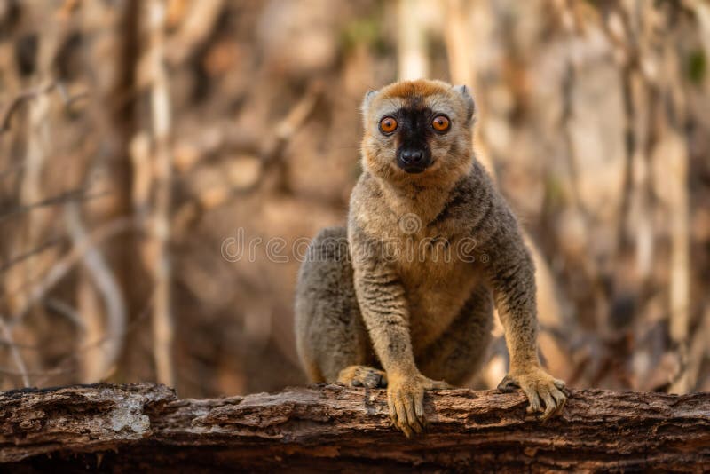 Red-fronted Lemur - Eulemur Rufifrons Stock Photo - Image of lemurs ...