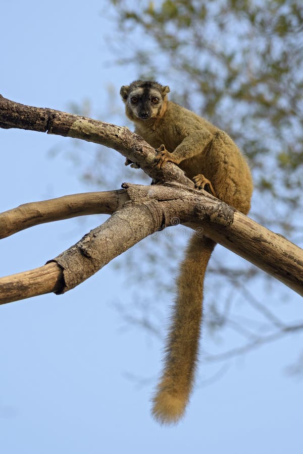 Red-fronted Lemur - Eulemur Rufifrons, Kirindi Forest, Madagascar Stock ...