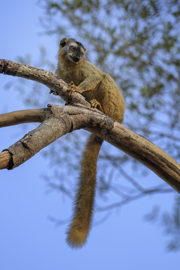 Red-fronted Lemur - Eulemur Rufifrons, Kirindi Forest, Madagascar Stock ...