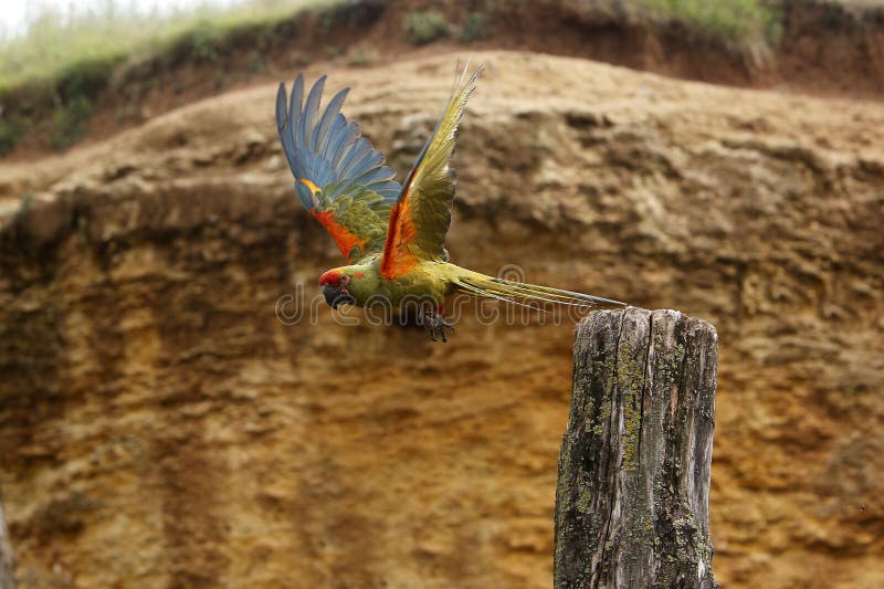 Red-fronted Macaw, Ara Rubrogenys, Adult in Flight, Taking Off from ...