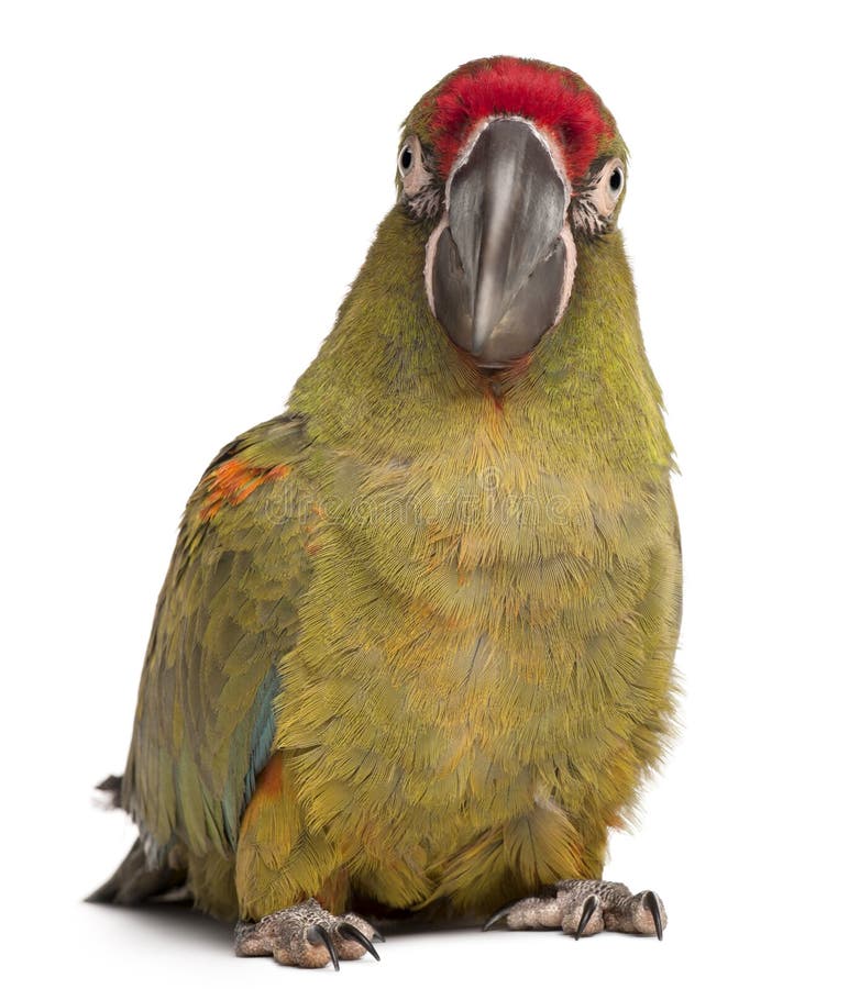 261 Red Macaw Bird Front View Photos - Free & Royalty-Free Stock Photos ...