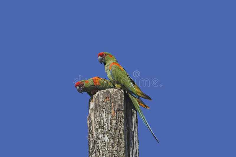 Red-fronted Macaw, Ara Rubrogenys, Pair Standing on Post Stock Photo ...