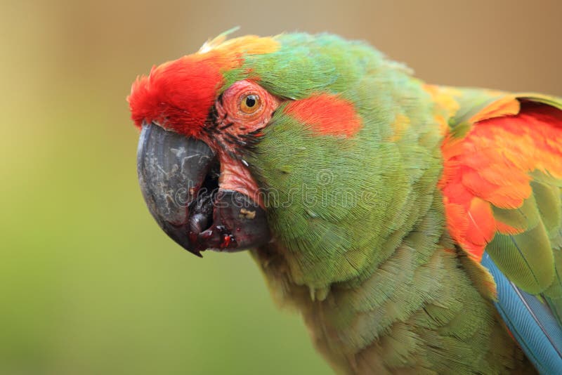 Red-fronted macaw stock image. Image of nature, south - 42716893