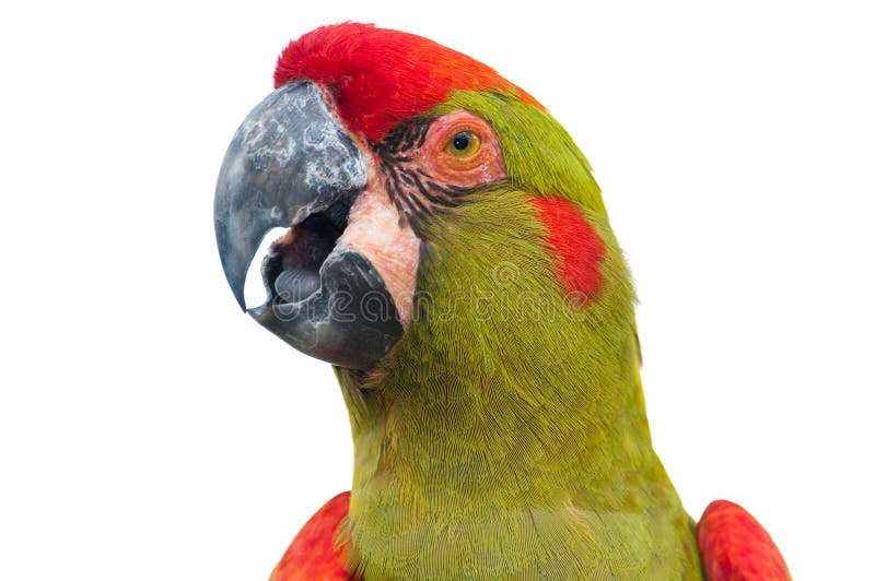 Red Fronted Macaw Head Closeup Stock Photos - Free & Royalty-Free Stock ...