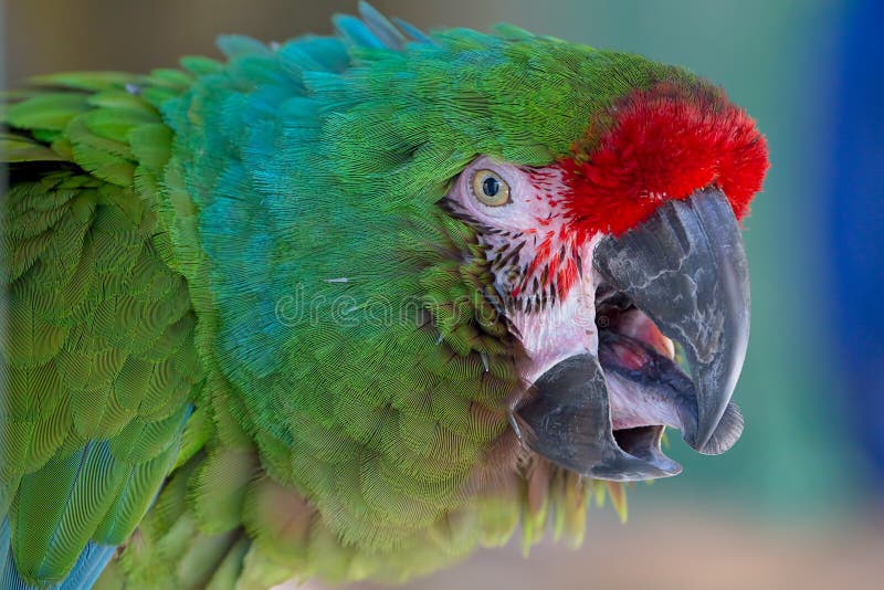 Red Fronted Macaw stock image. Image of parrot, birds - 39948409